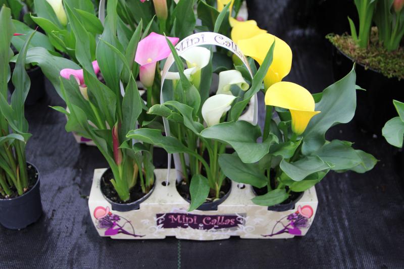 3 Mini calla packaging (Golden State Bulb Growers) - Lawn & Garden Retailer