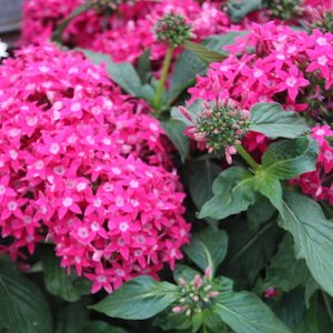 Pentas HoneyCluster Deep Rose - Lawn & Garden Retailer