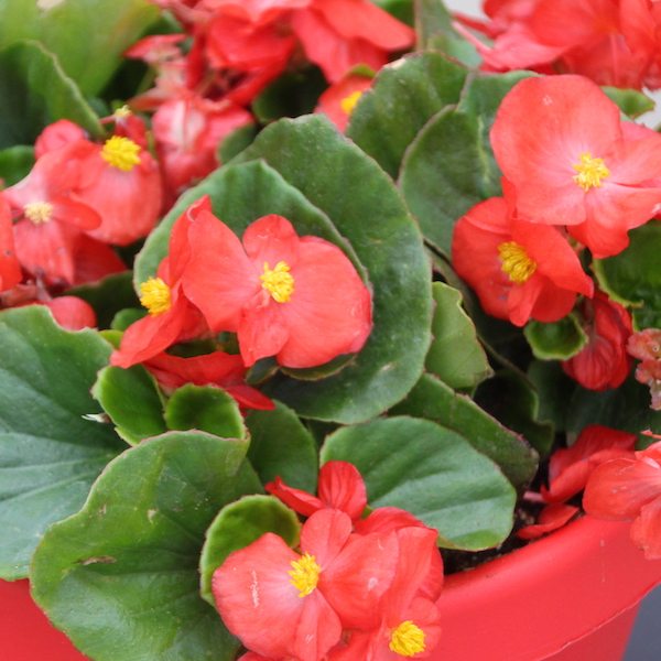 Begonias: The Perfect Landscape Plant - Lawn & Garden Retailer