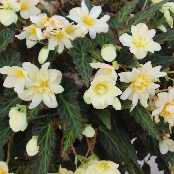 Begonias: The Perfect Landscape Plant - Lawn & Garden Retailer