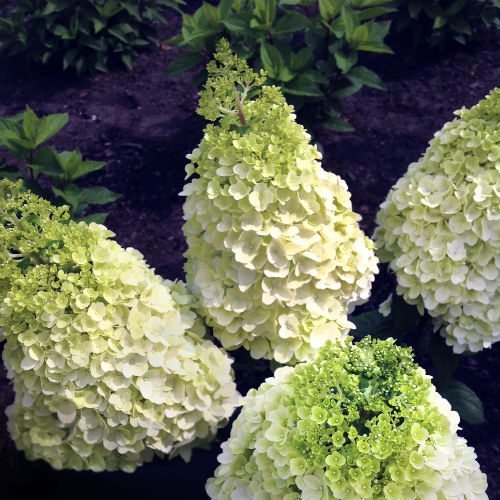 Van Belle Introduces New 2017 Varieties - Lawn & Garden Retailer