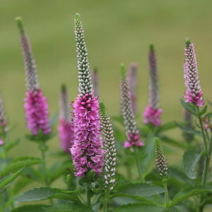 Veronica 'Magic Show Pink Potion' - Lawn & Garden Retailer