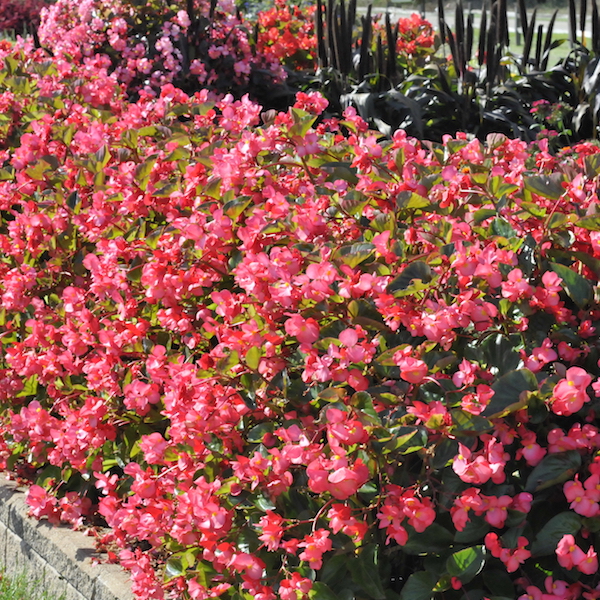begonia-megawatt-gl-pink-copy - Lawn & Garden Retailer