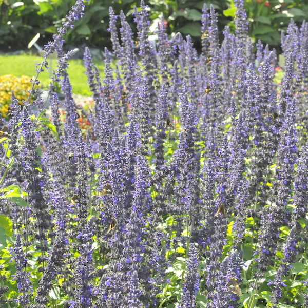 Salvia ‘Mystic Spires Blue’ - Lawn & Garden Retailer