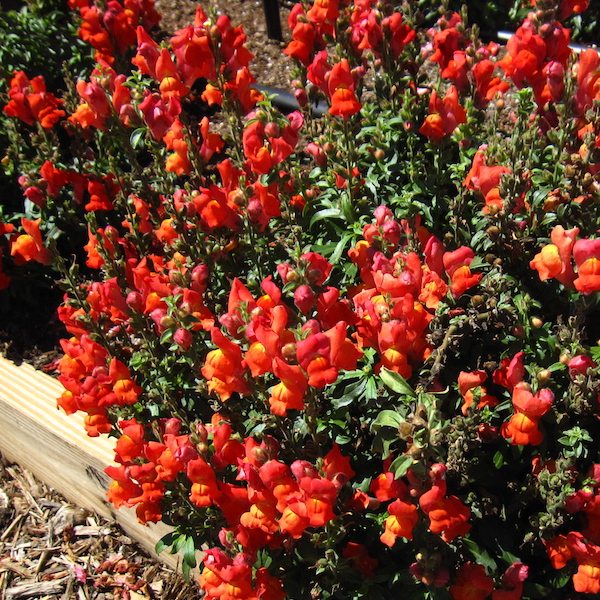 Snapdragon Candy Tops Series - Lawn & Garden Retailer