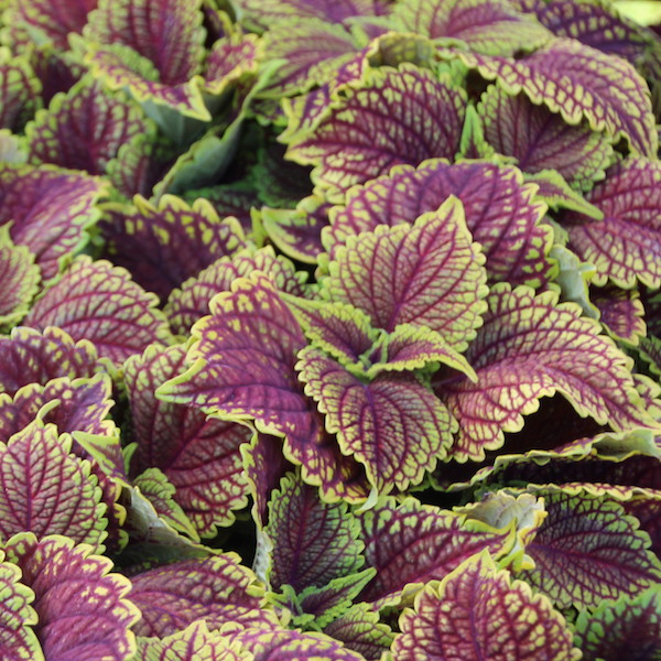 Coleus ‘Colorblaze Golden Dreams’ - Lawn & Garden Retailer