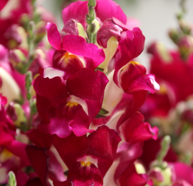 Snapdragon ‘Snaptini Burgundy Bicolor’ - Lawn & Garden Retailer