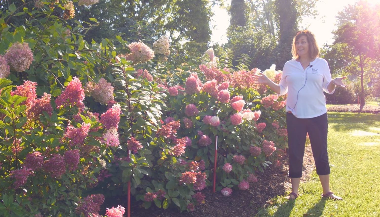 Proven Winners Announces Virtual Landscape Roadshow Series - Lawn ...