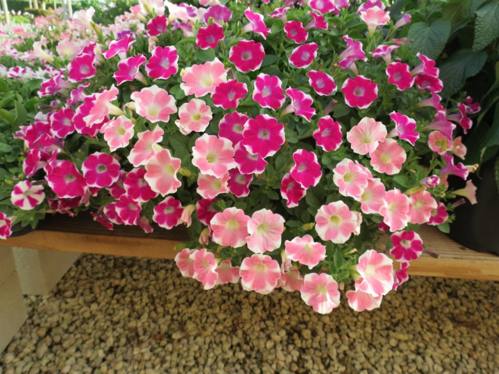 2021 New Varieties - Lawn & Garden Retailer