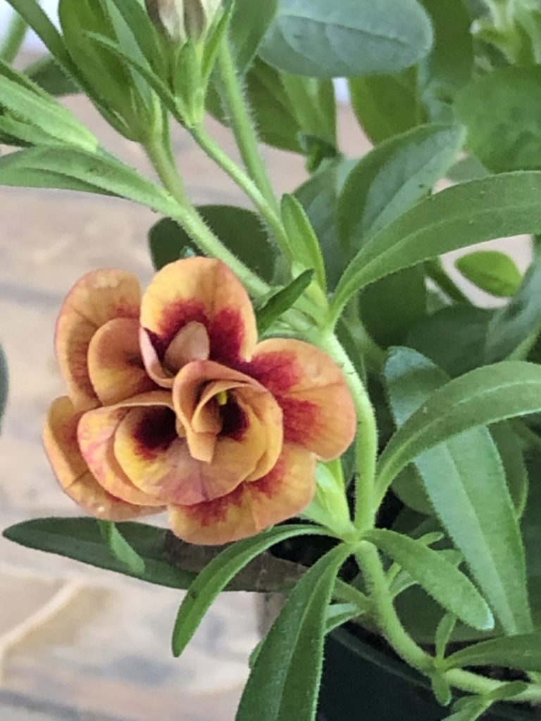 calibrachoa Selecta One ‘MiniFamous Neo Double Orangetastic’ - Lawn ...
