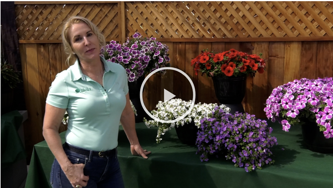 Danziger Releases 2022 New Introductions Video Series - Lawn & Garden ...