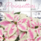 Selecta One Releases 2023 Poinsettias Catalog - Lawn & Garden Retailer