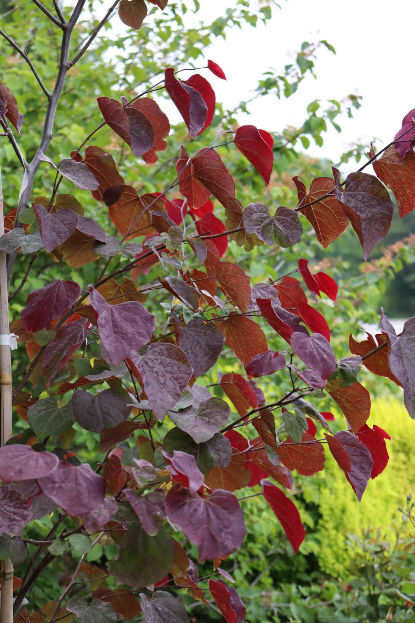 - Lawn & Garden Retailer