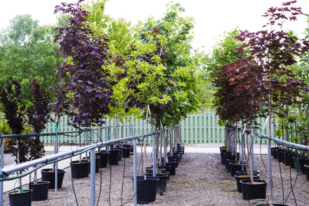 Petitti supports eco-friendly products and practices - Lawn & Garden ...