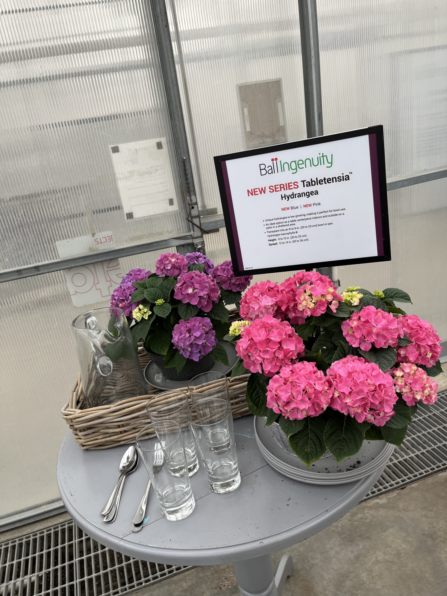 Ball Ingenuity tabletop hydrangea display - Lawn & Garden Retailer