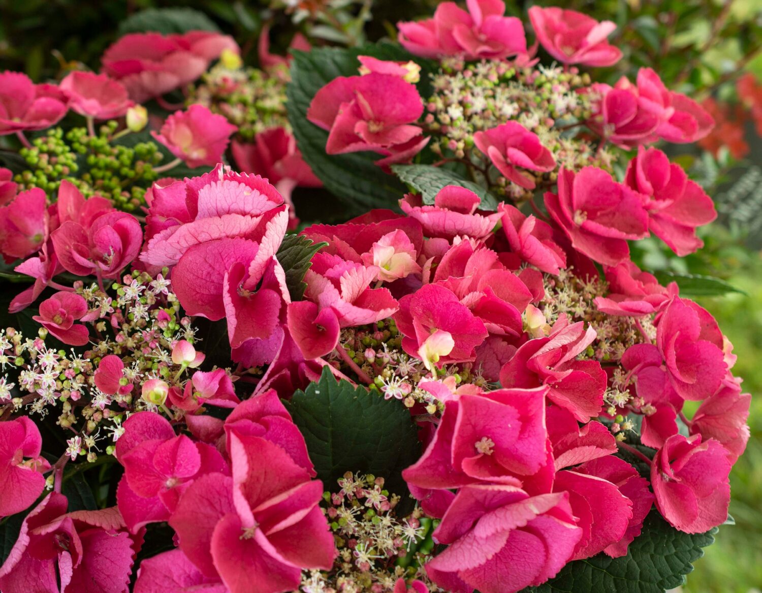 Star Roses and Plants hydrangea 'Cherry Explosion' - Lawn & Garden Retailer