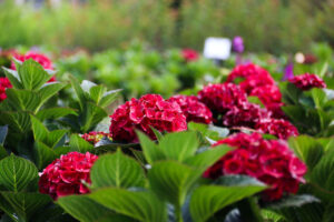 Bloomin Easy Cherry-Go-Round Reblooming Hydrangea landscape close up ...