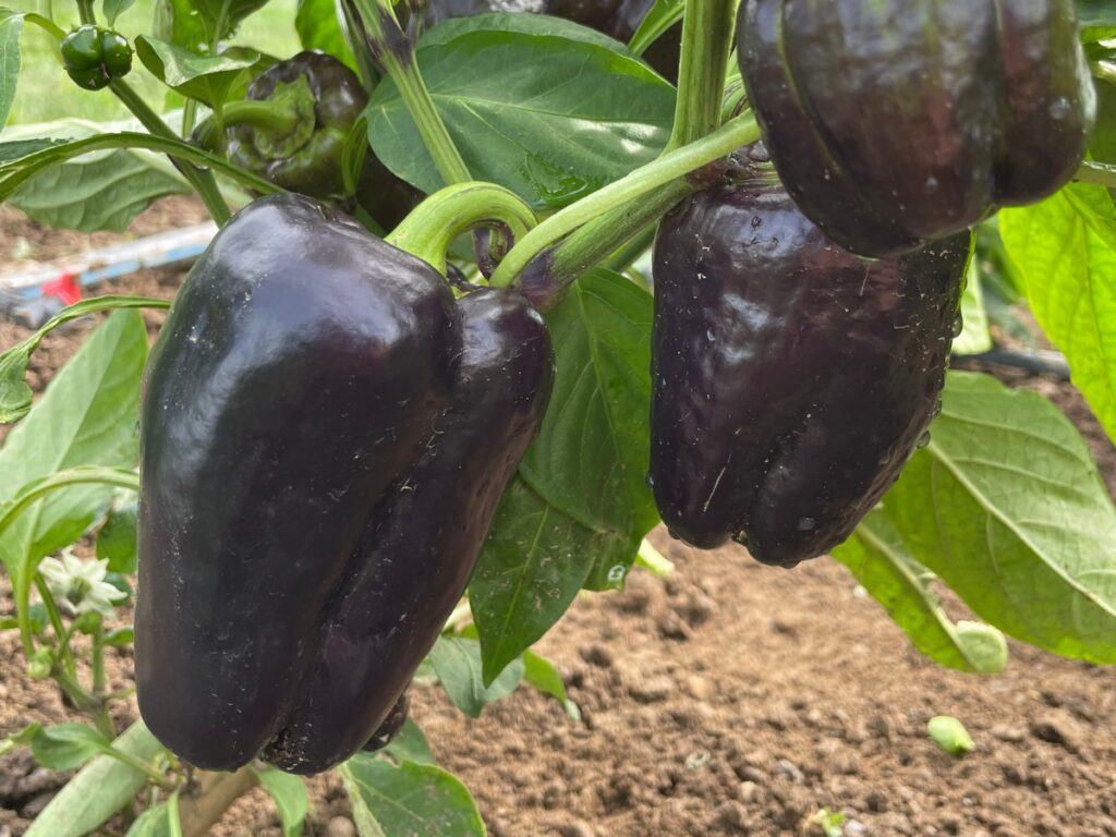 Pepper Dragonfly - Lawn & Garden Retailer