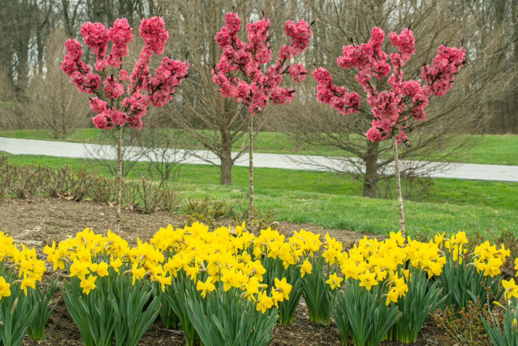 Star Roses and Plants to showcase new varieties at Cultivate’23 - Lawn ...