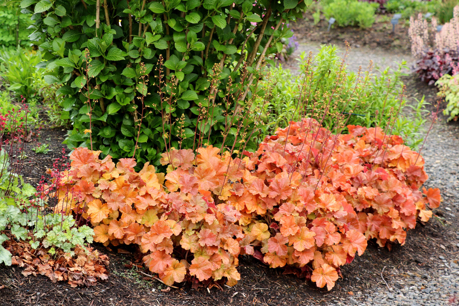 Heuchera NORTHERN EXPOSURE Amber Photo - Lawn & Garden Retailer