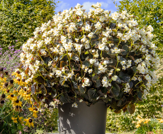 Begonia ‘Big White Bronze Leaf’_Benary - Lawn & Garden Retailer