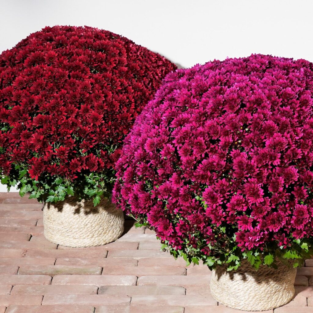 New varieties for 2024 - Lawn & Garden Retailer