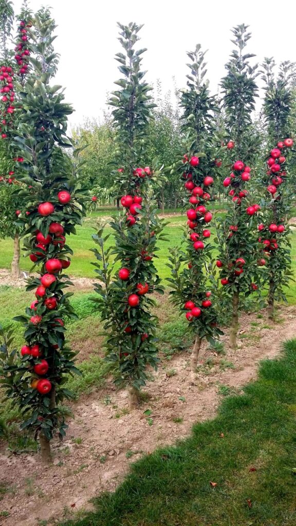 Columnar Apples_Plants Nouveau - Lawn & Garden Retailer