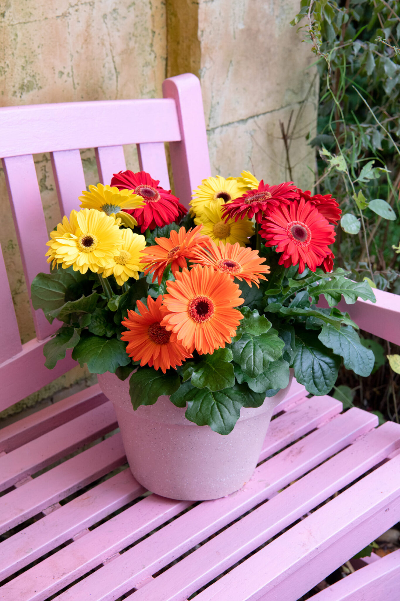 Gerbera Joybera series_Schoneveld Breeding - Lawn & Garden Retailer