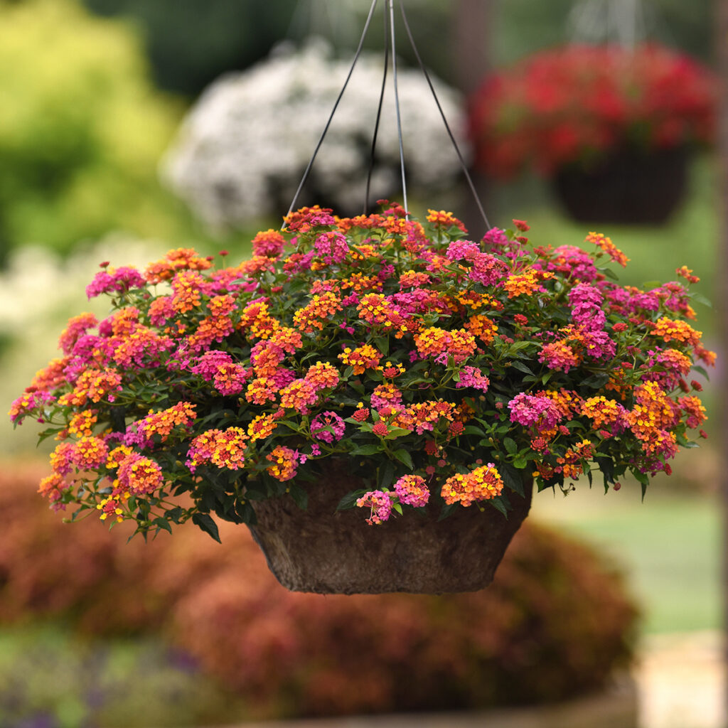 Lantana PassionFruit_Ball FloraPlant - Lawn & Garden Retailer