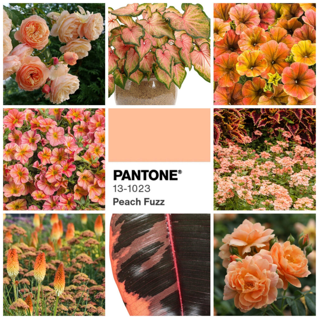 Proven Winners Pantone 2024 Peach Fuzz composite_Proven Winners - Lawn ...
