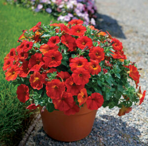 SuperCal Premium Red Maple_Sakata Ornamentals - Lawn & Garden Retailer
