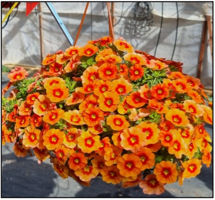 Danziger calibrachoa EYECONIC Orange - Lawn & Garden Retailer