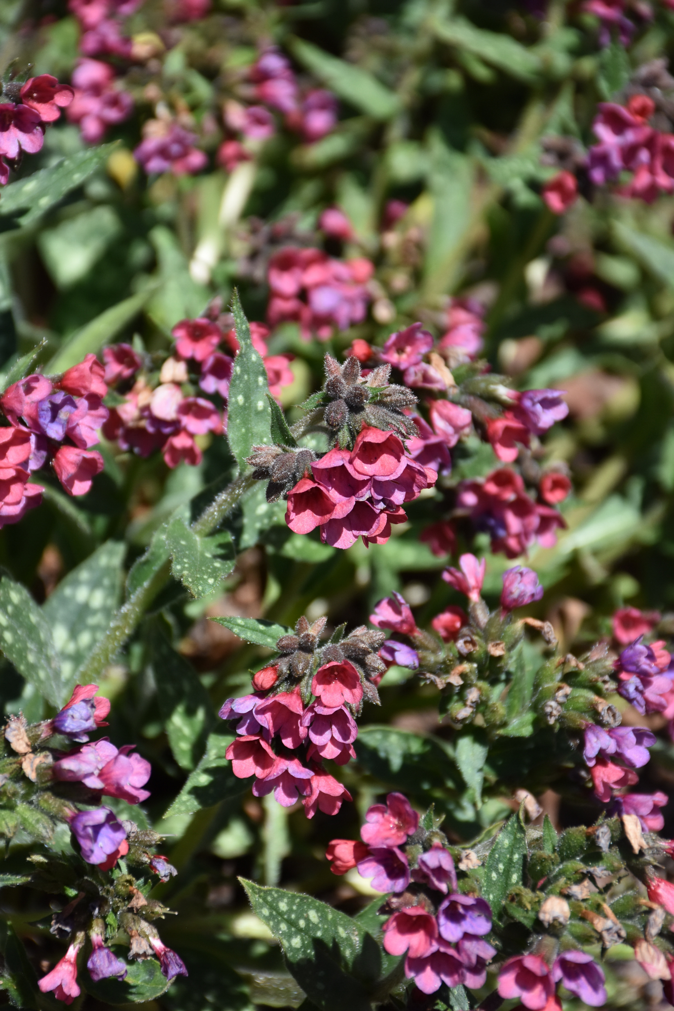 Raspberry Splash Lungwort Top 100 Searched Plants of 2023 - Lawn ...