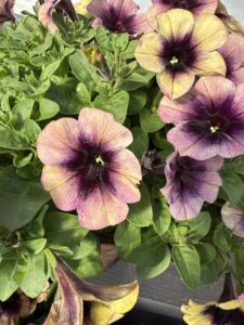 Petunia 'Ray Shadow' - Lawn & Garden Retailer