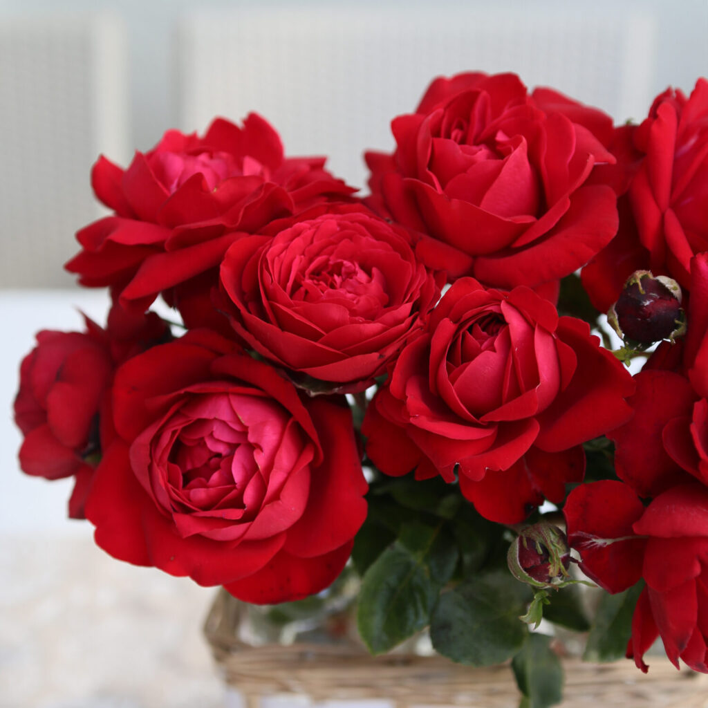 Star Roses and Plants Rose 'Grandiflora Tiamo' - Lawn & Garden Retailer