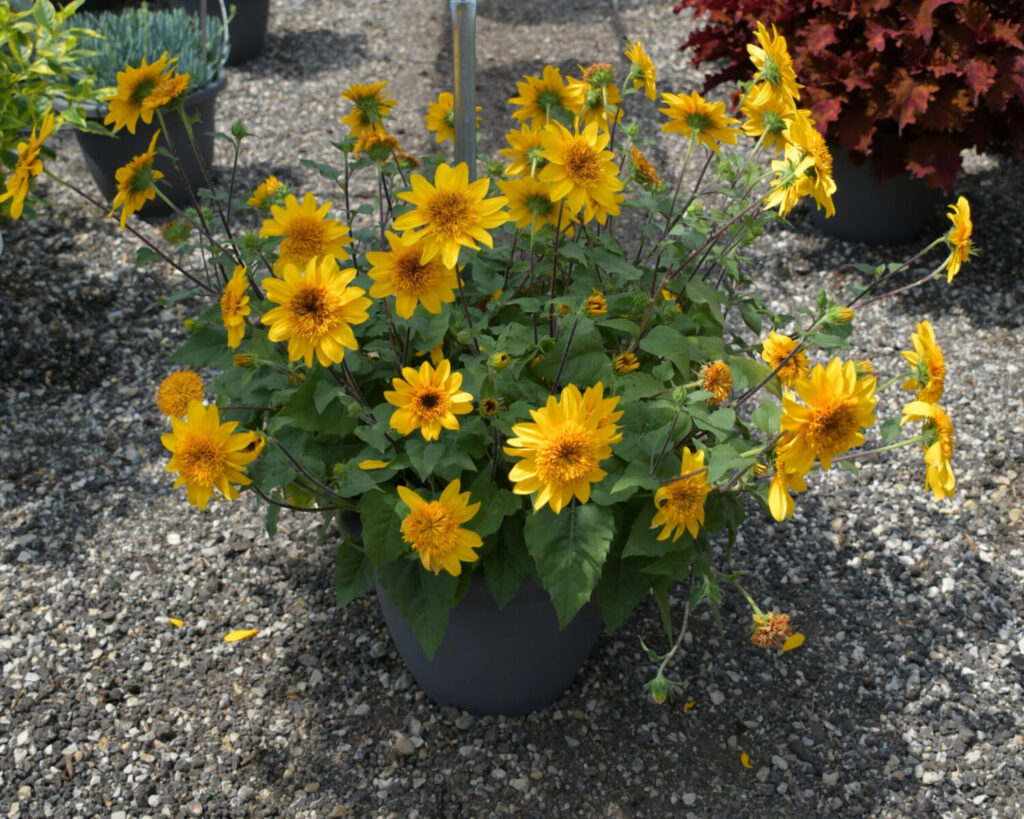 Helianthus-Sunfinity-Double-Yellow-Syngenta-Flowers - Lawn & Garden ...