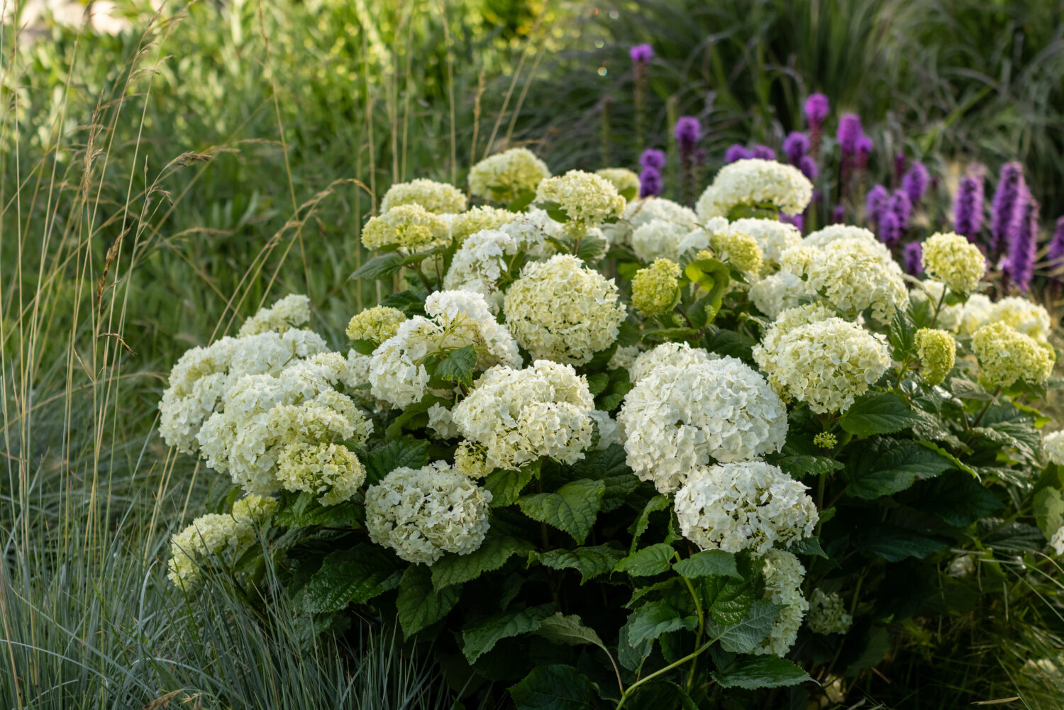 First Editions Shrubs & Trees Smooth Hydrangea ‘FlowerFull’ - Lawn ...