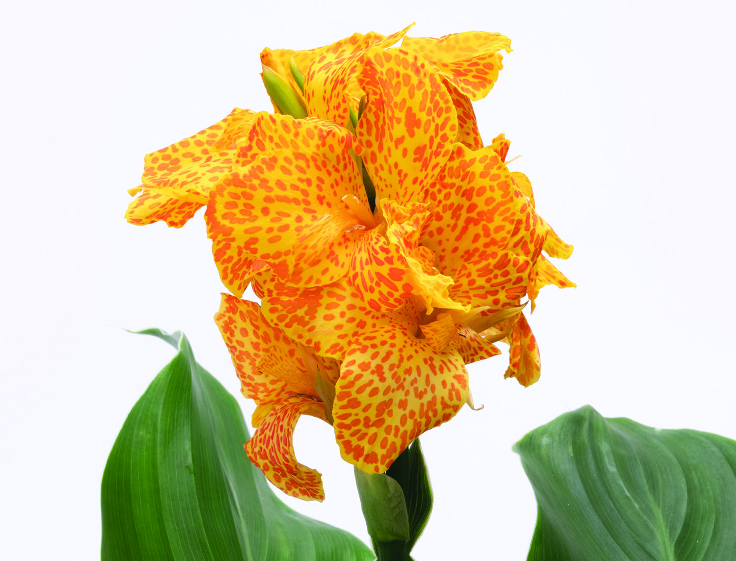 Ball Seed_Canna ‘Cannova Gold Leopard’ - Lawn & Garden Retailer