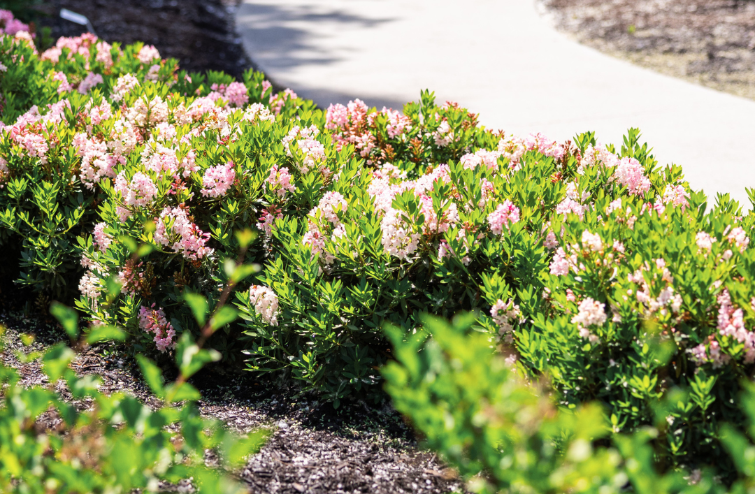 Bloomin' Easy Plants Boxwood ‘Bloombux’ - Lawn & Garden Retailer