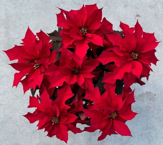 Dümmen Orange Red Ribbons poinsettia - Lawn & Garden Retailer