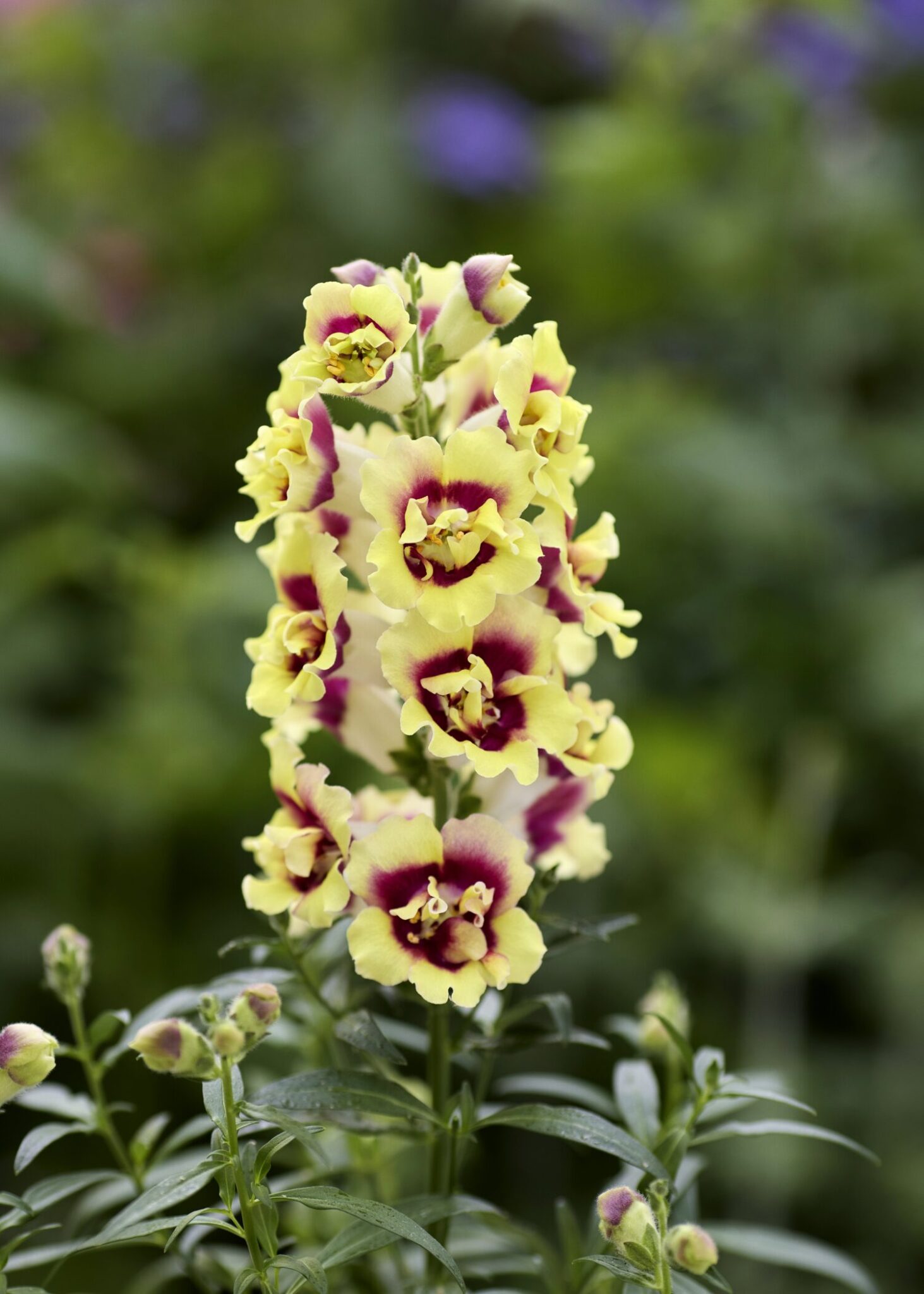 Hem Genetics Snapdragon ‘DoubleShot Yellow Red Heart’ - Lawn & Garden ...