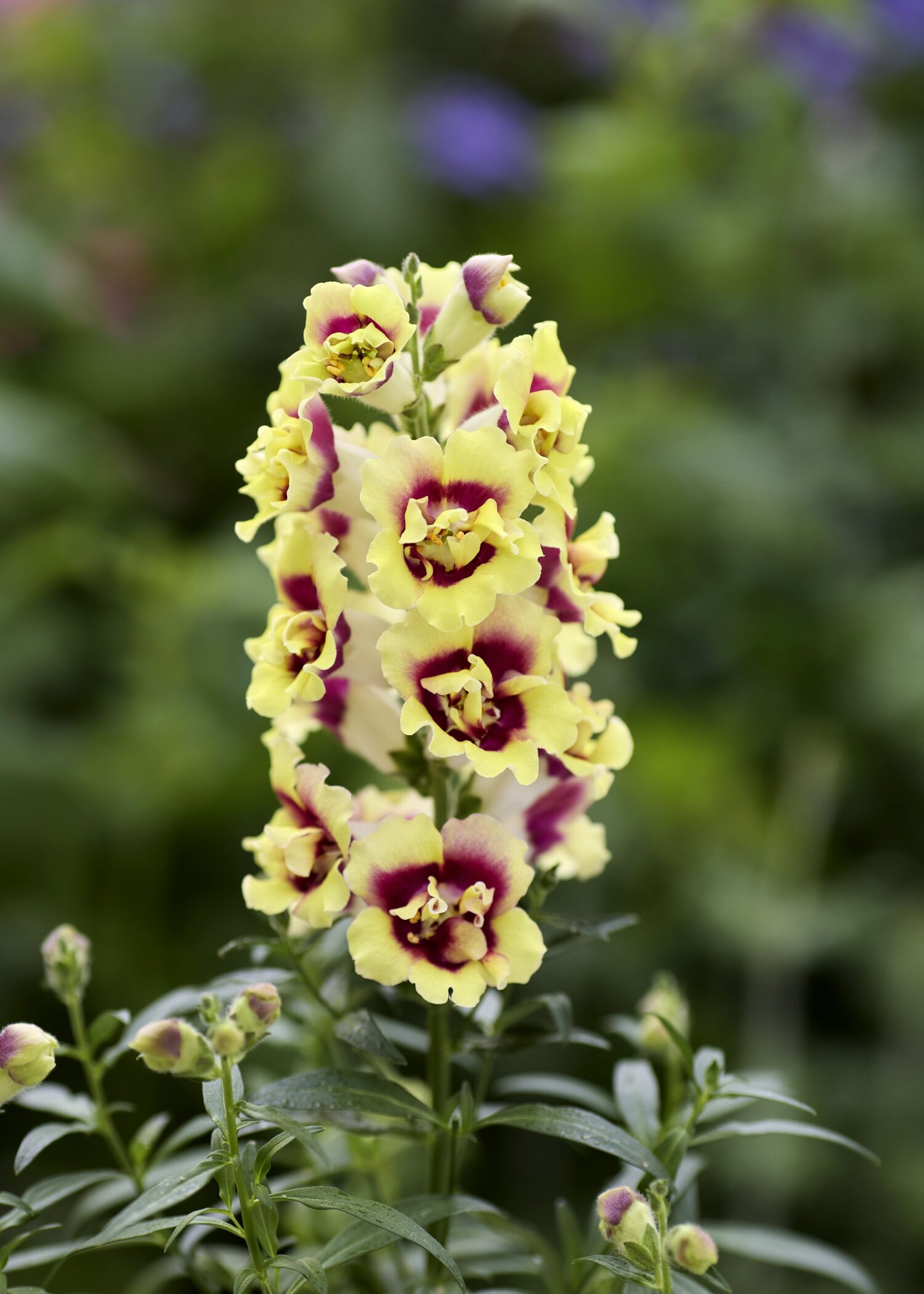 Hem Genetics Snapdragon ‘DoubleShot Yellow Red Heart’ - Lawn & Garden ...