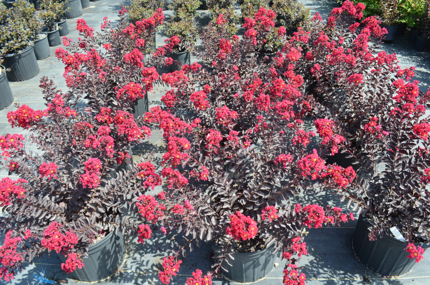 J Berry Nursery Crape Myrtle ‘Black Diamondettes Cherry Marquis’ - Lawn ...