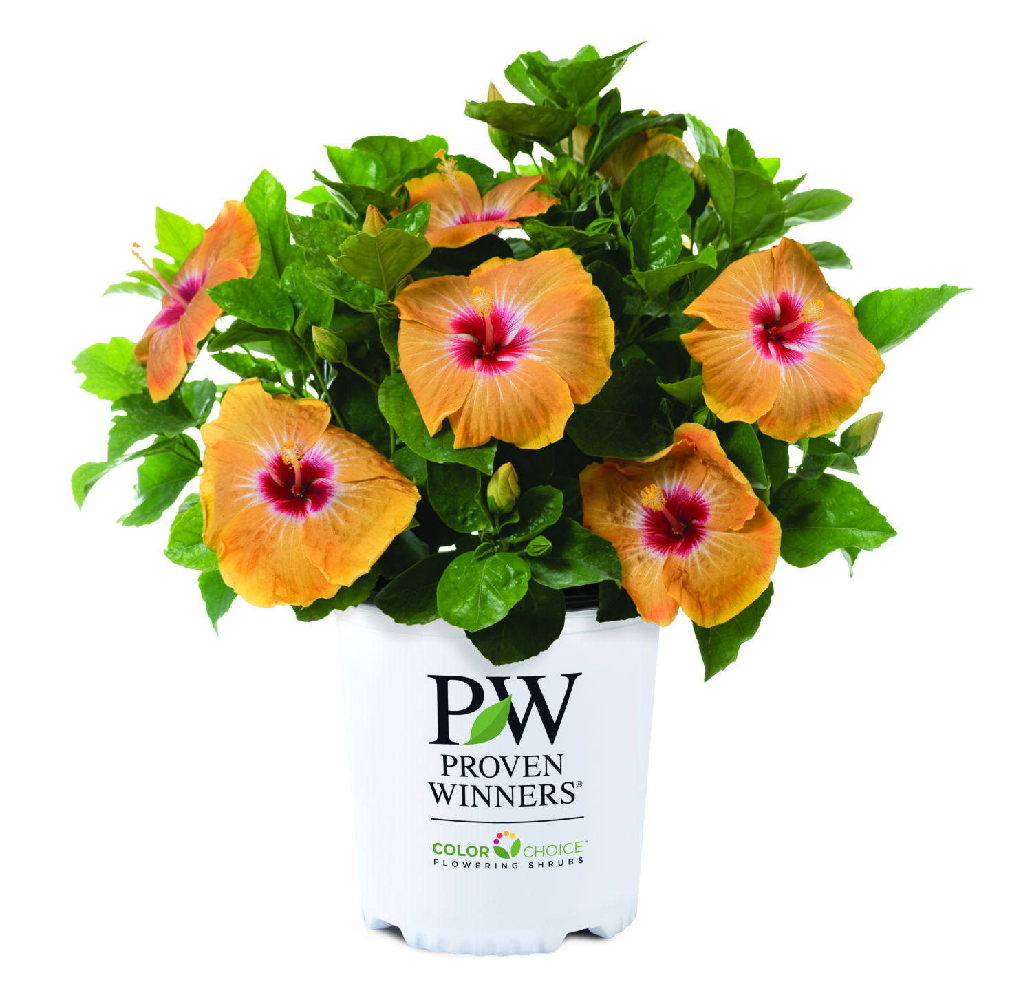 Proven Winners ColorChoice Hollywood Hibiscus ‘VIP’ - Lawn & Garden ...