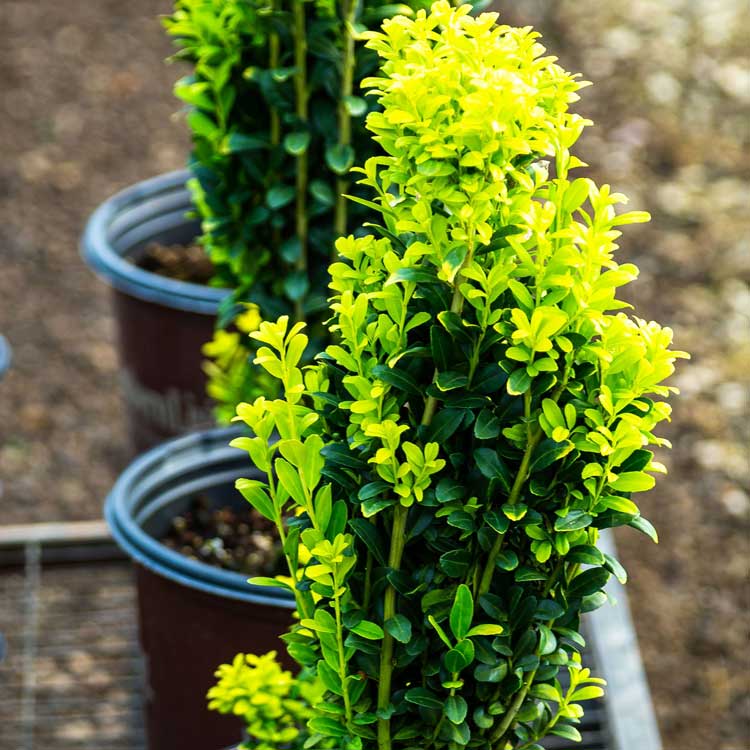 golden-sky-1 Southern Living and Sunset Plant Collections - Lawn ...