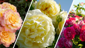 Jackson & Perkins has brought back its ‘Library of Roses,’ now ...