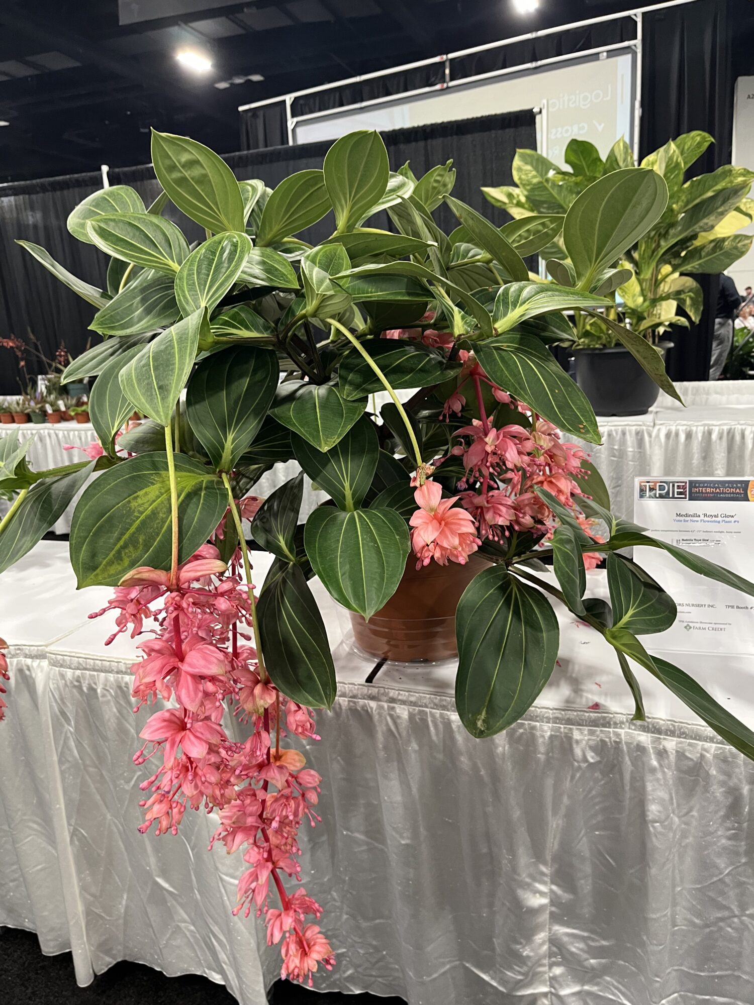 Living Colors-Medinilla magnifica flower TPIE Cool Product Awards 2025 ...