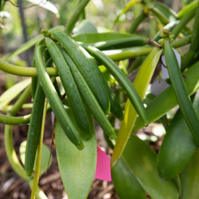 AHS, Burpee release America’s 250th Anniversary Seed Collection - Lawn ...