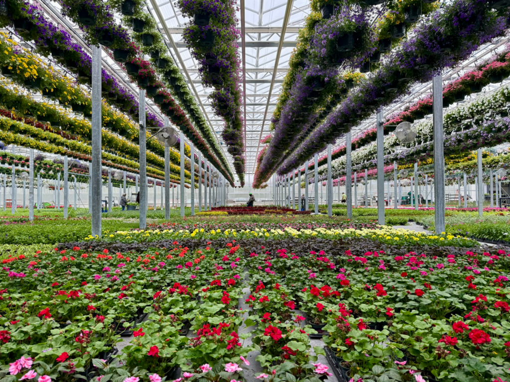 Estabrook’s expands with new production greenhouse - Lawn & Garden Retailer