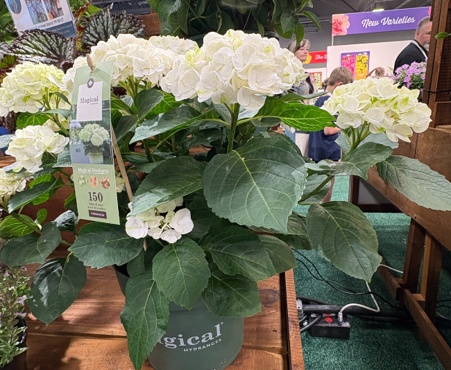 Hydrangea Macrophylla ‘Magical Verdigris’ - Lawn & Garden Retailer